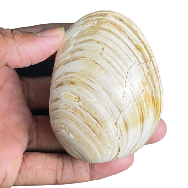 Bivalve Fossil – CrystalCaveIndia
