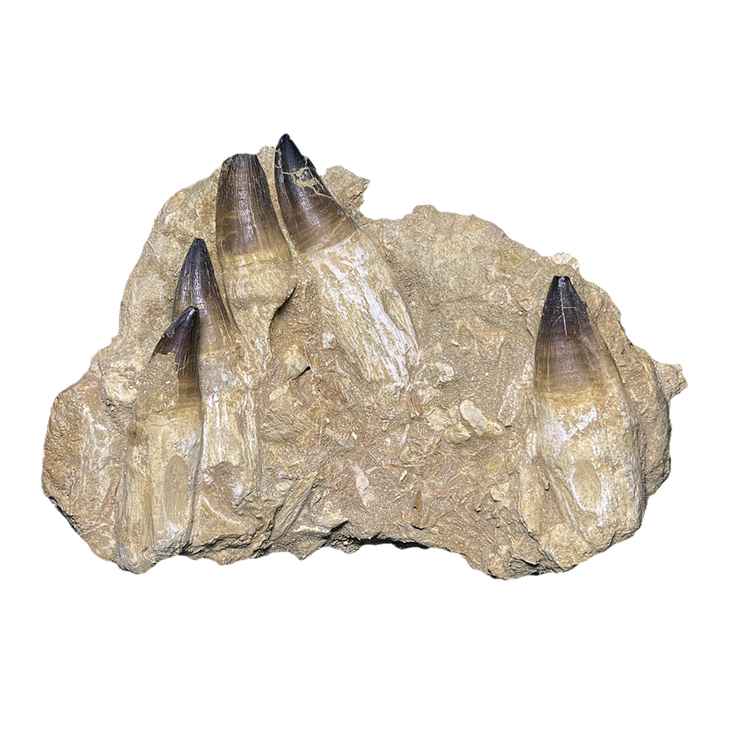 Mosasaurus Jaw – CrystalCaveIndia