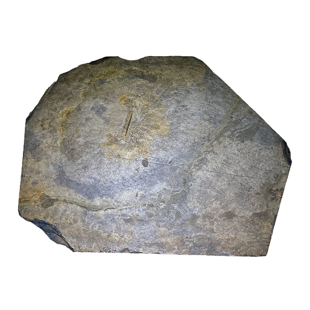 Dendritic Fossil Plate – CrystalCaveIndia